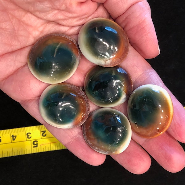 Cat Eye Shells - Etsy