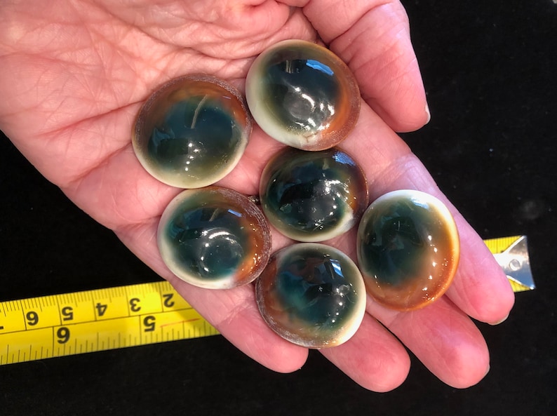 LARGE 1 Cat Eye Shells 100 PC BULK or 50 Pieces Shiva Trapdoor Operculum Spiral Green Seashell ...