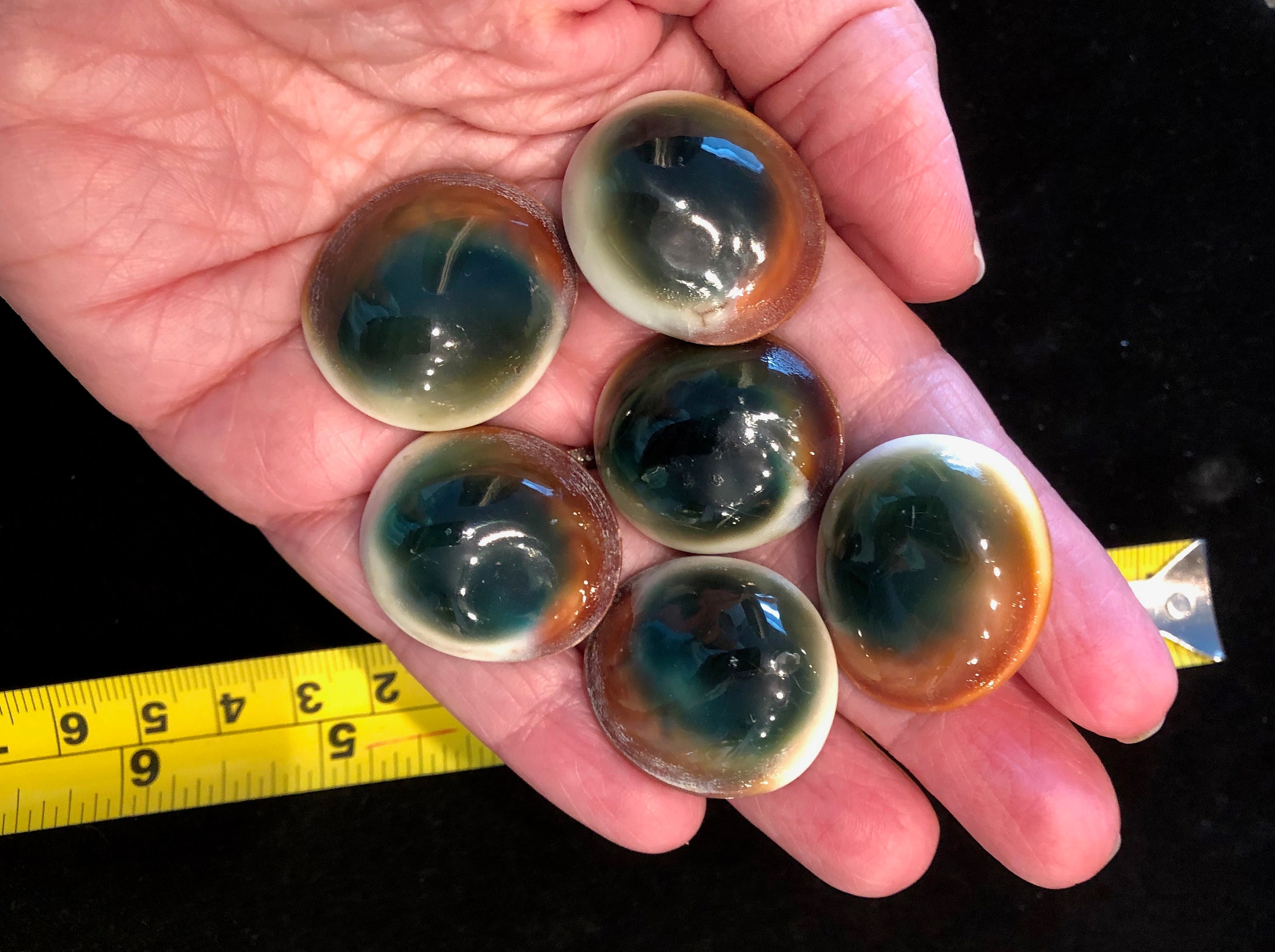 LARGE 1 Cat Eye Shells 100 PC BULK or 50 Pieces Shiva Trapdoor ...