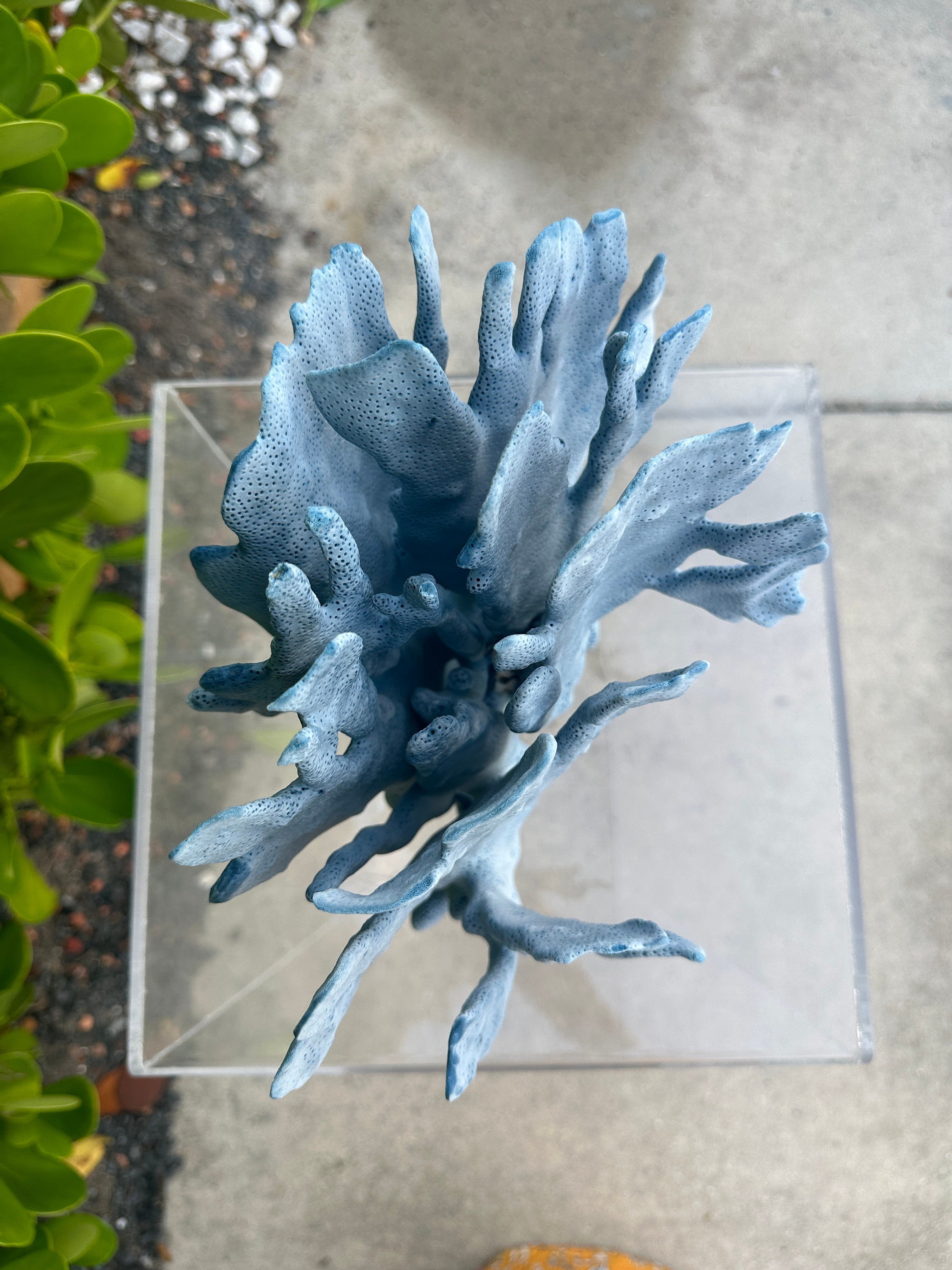 Blue Coral Large One of Kind I Cut to Sit Naturally on Base - Etsy