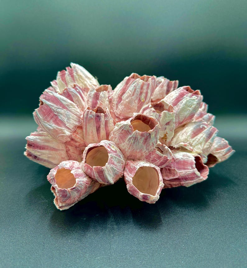 Large Pink Barnacle Cluster Sculpture | Farm-grown Coastal Tabletop ...