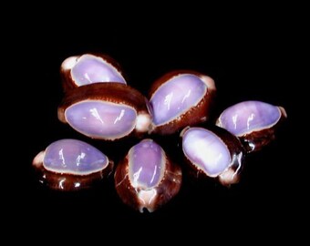 Rare Cowrie Shells - Etsy