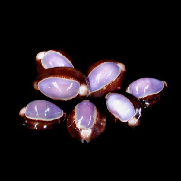 Purple Cowrie - Etsy