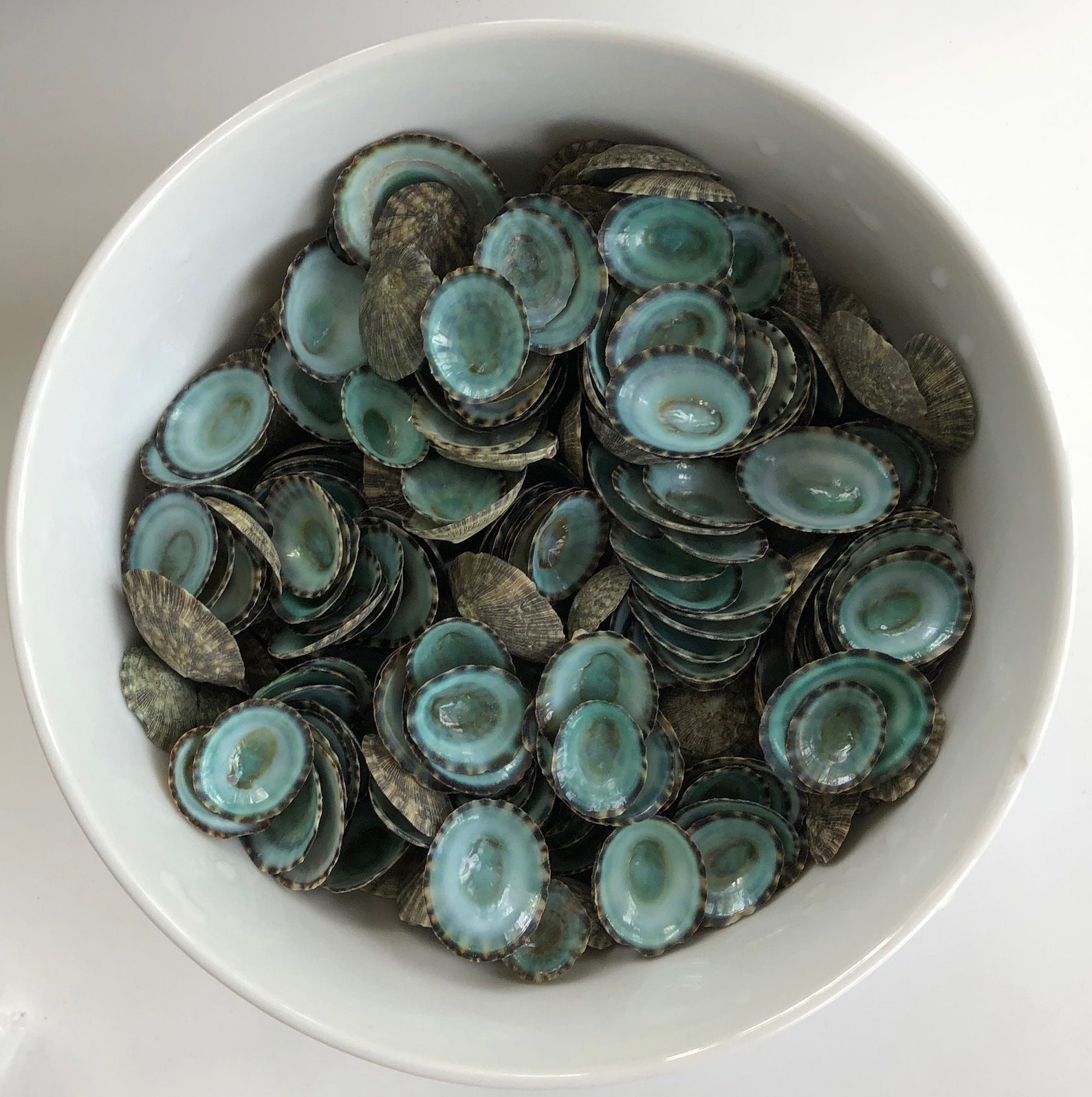 LARGE 1/2" - 1" Blue Green LIMPET Shells - Hand Picked - No Broken ...