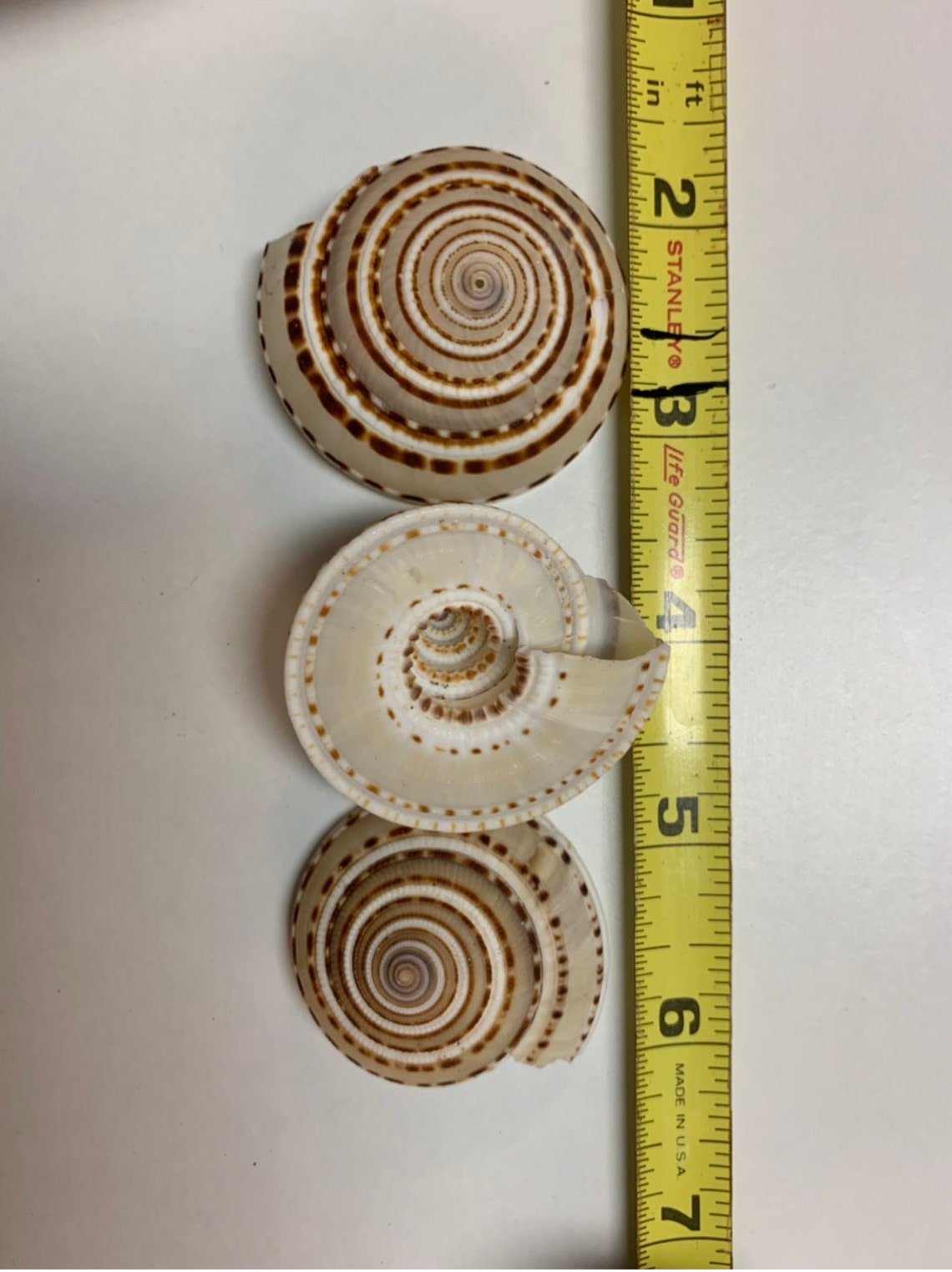 12 Round Striped Sundial Shells Loose/diy Over 1 ARCHITECTONICA ...
