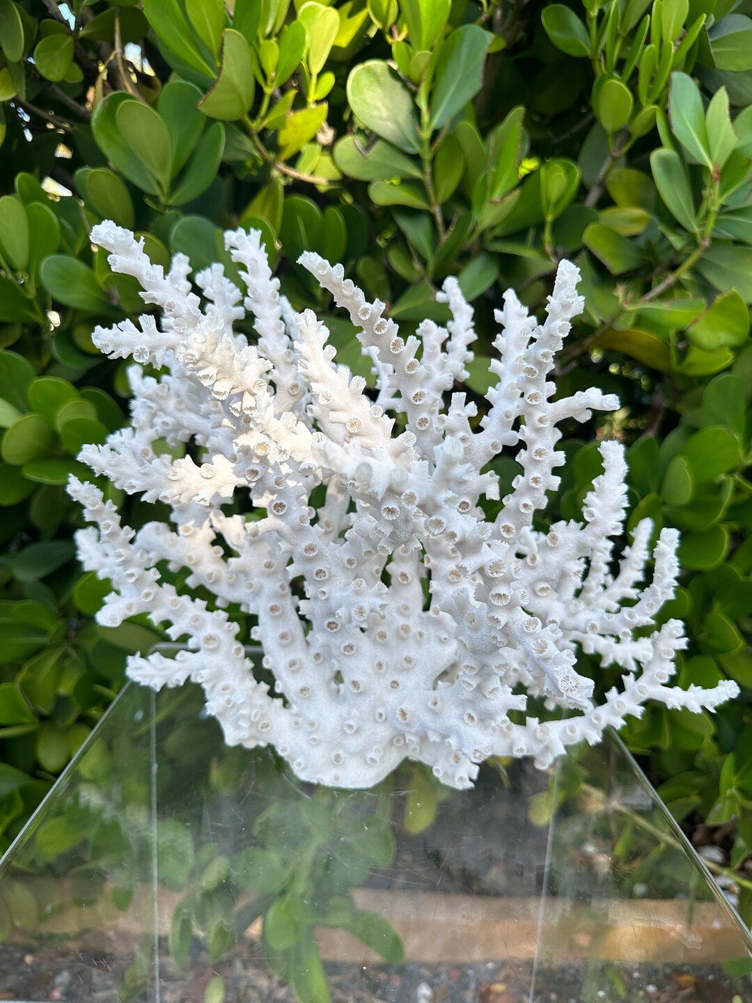 RARE Showcase Coral, I Cut Base to Stand up on Table Naturally to ...