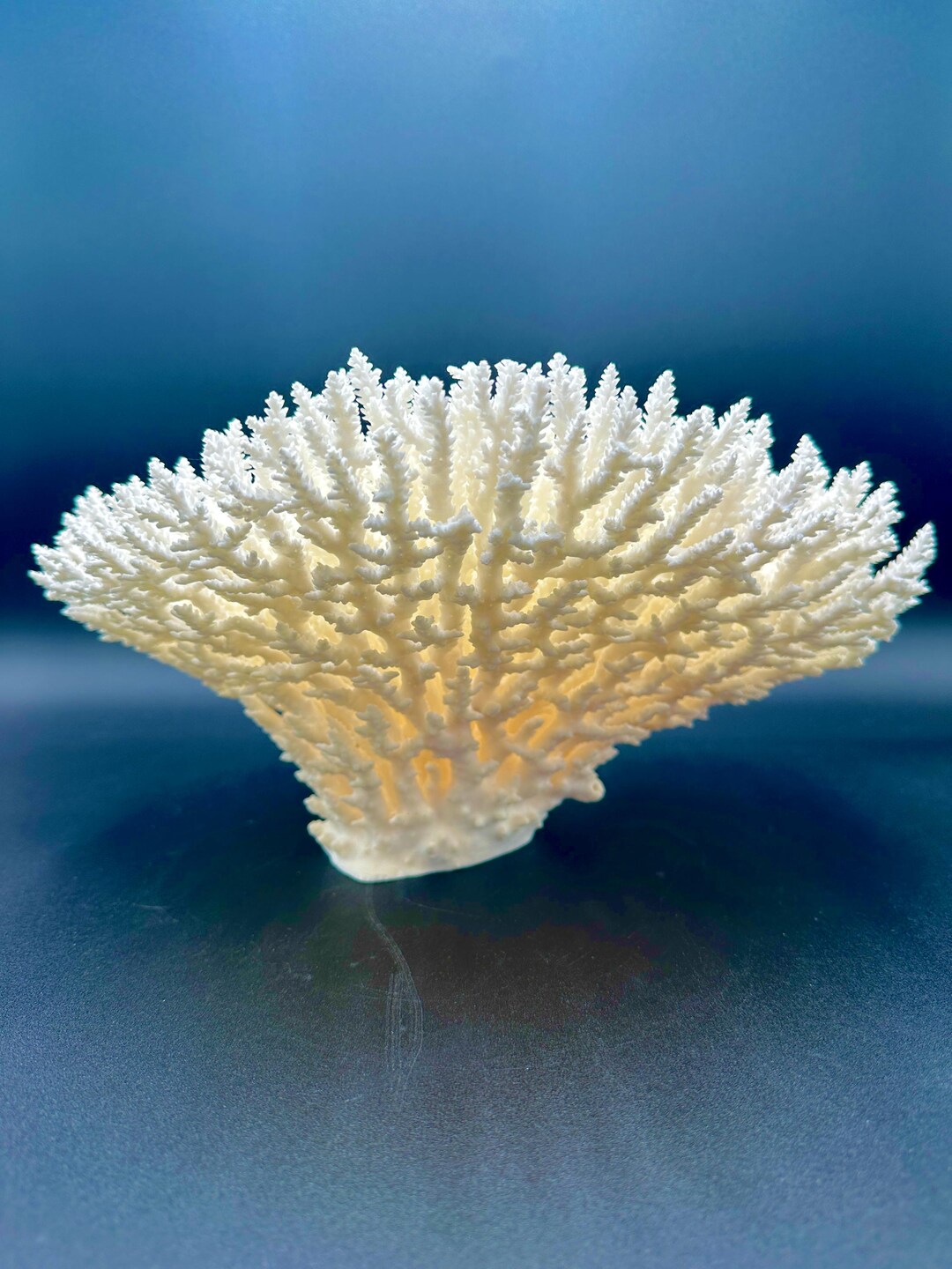 Farm Grown White Showcase Coral Shell 3.13 LBS, 6" Tall, 13" Wide, 11 ...