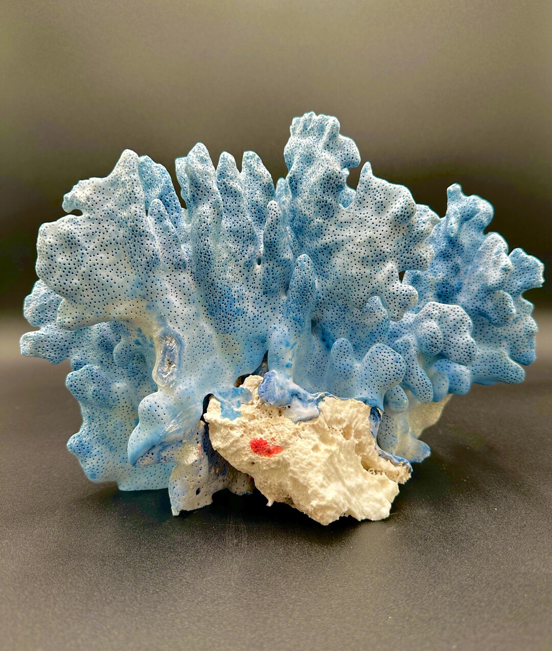 Blue Coral 6.13 LBS 9" Tall, 11" Wide 9" Depth - Large One of Kind ...