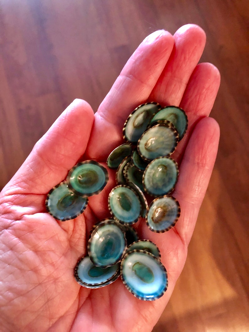 LARGE 1/2" - 1" Blue Green LIMPET Shells - Hand Picked - No Broken ...