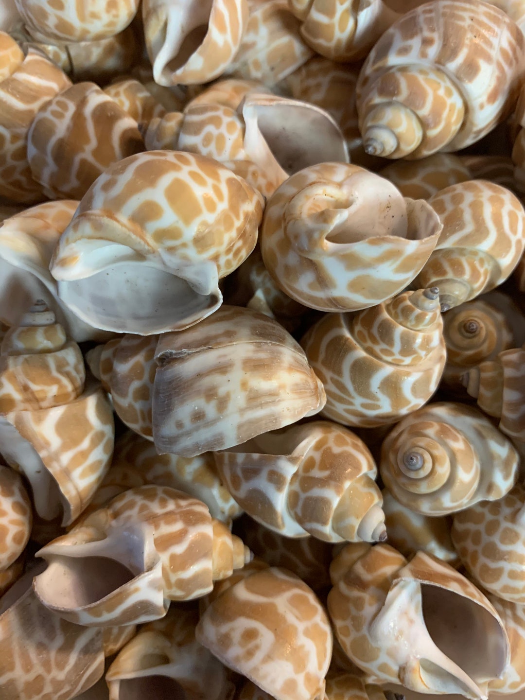 20 Spirata Babylonia Shells - Vary Between Approximately 3/4" - 2 ...