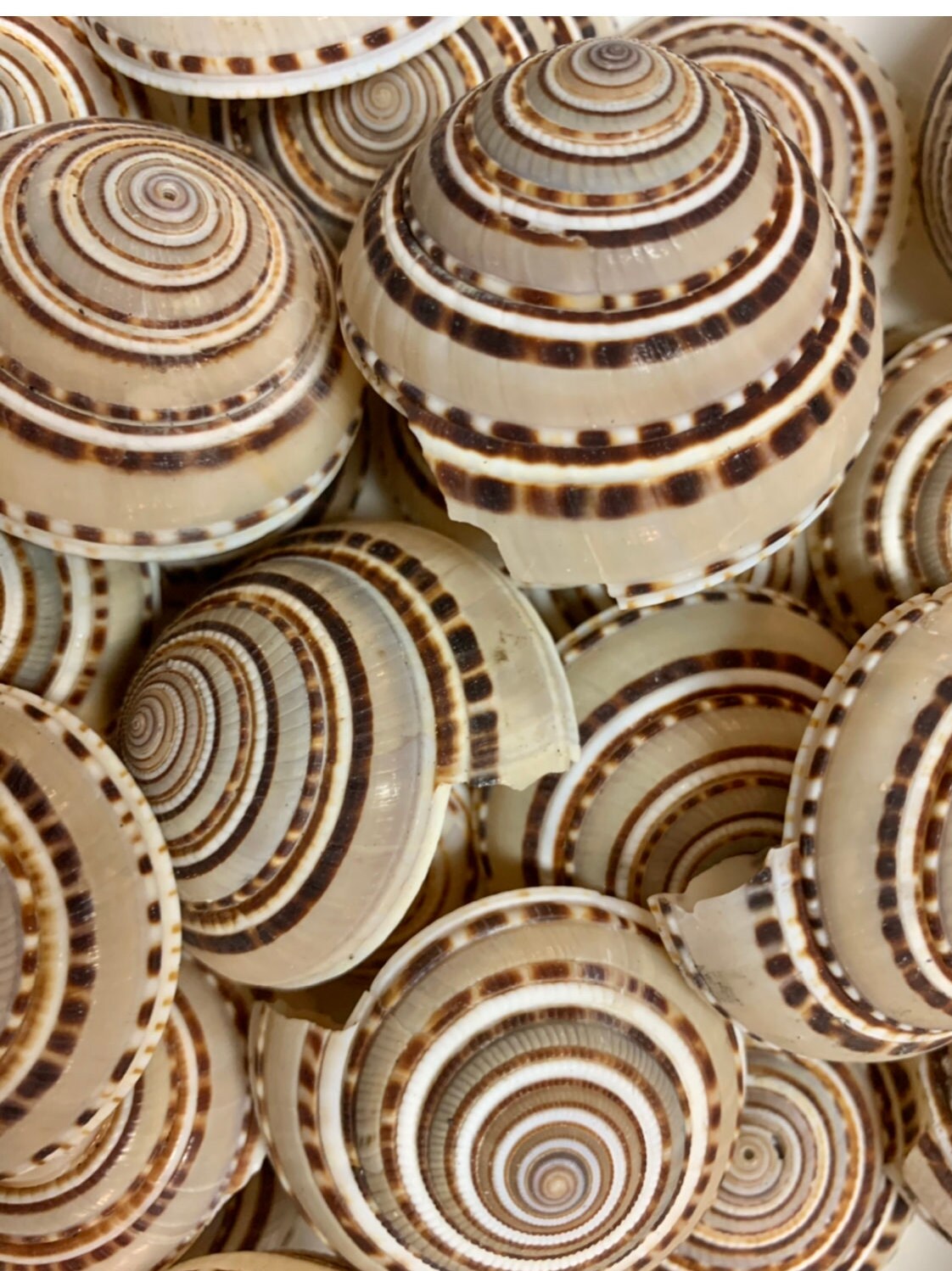 12 Round Striped Sundial Shells Loose/diy Over 1 ARCHITECTONICA ...