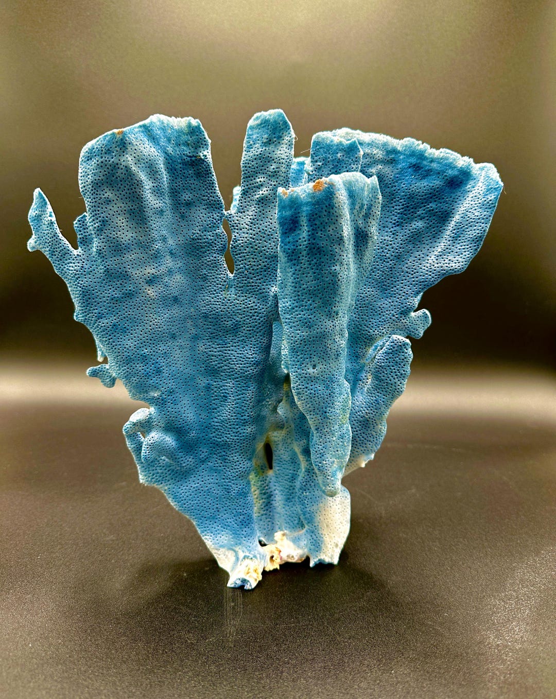 Blue Coral 3 LBS. 10"tall, 10" Wide, 6" Depth One of a Kind - Farm ...