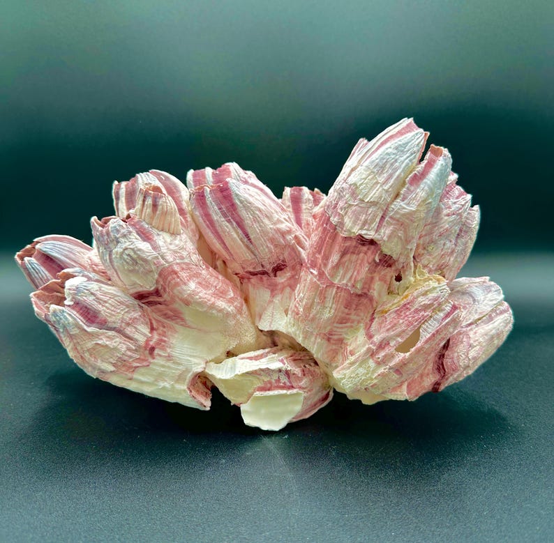 Large Pink Barnacle Cluster Sculpture | Farm-grown Coastal Tabletop ...