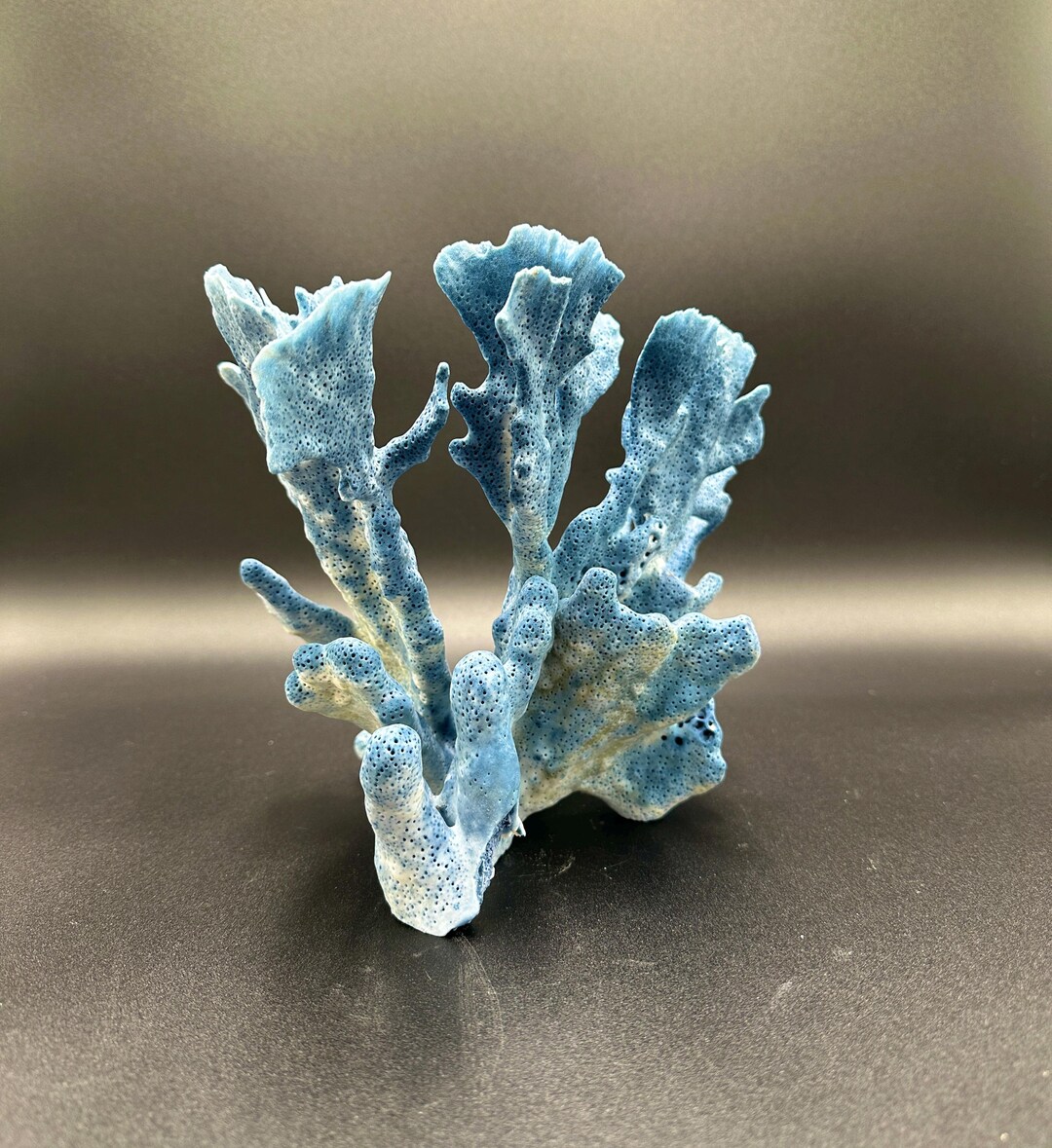 Rare Blue Coral – One-of-a-kind Sculptural Ocean Decor, Farm Grown ...