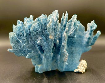 Blue Coral 4.8 LBS 9" Tall, 11" Wide, 6" Depth - One of a Kind, Farm ...