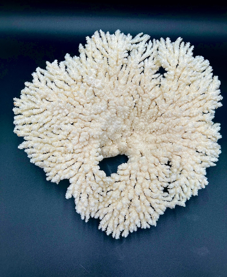 Farm Grown Special Tabletop White Coral 3.3 LBS. 13" X 13" RARE ...