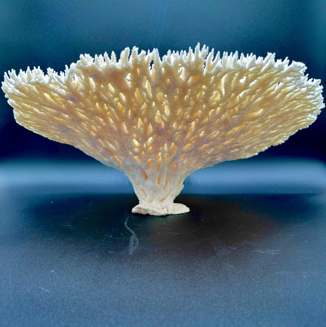 Oversized Farm Grown Table Top Coral 17” – Grade A Rare Stem Coral ...