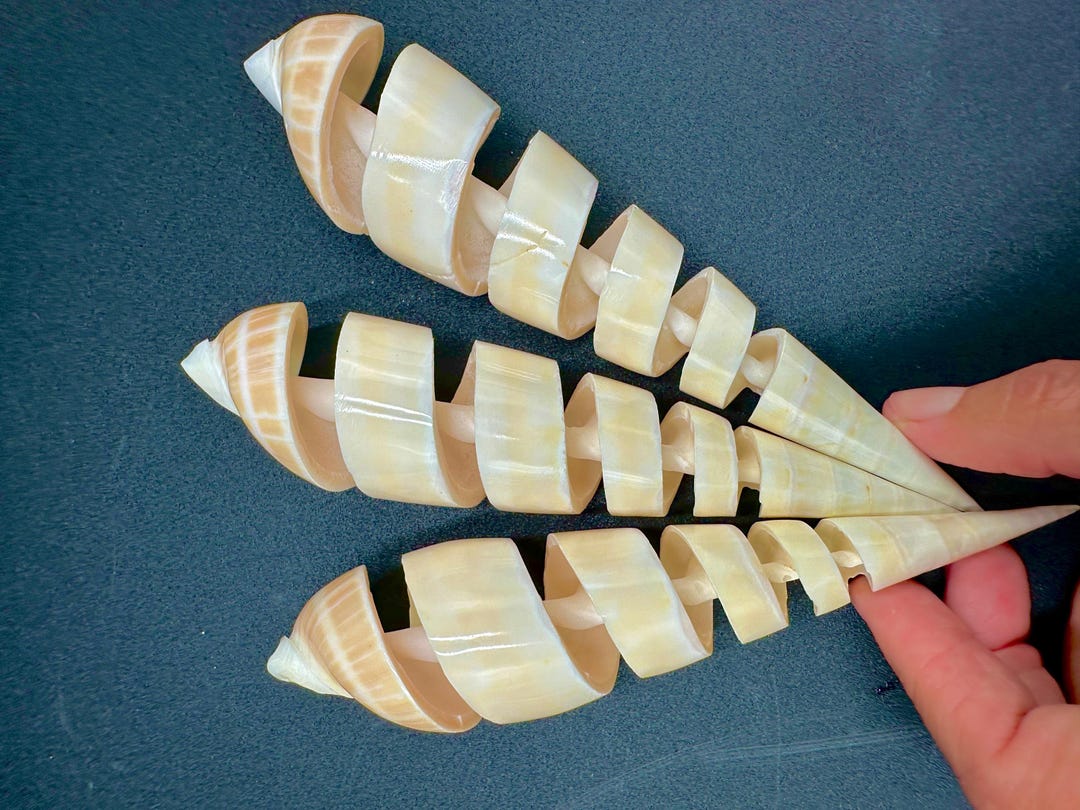 Three Spiral 6 Inch Plus Shells - Polished - One of a Kinds - Etsy