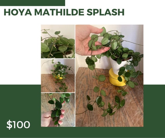 Hoya Mathilde Splash - Etsy
