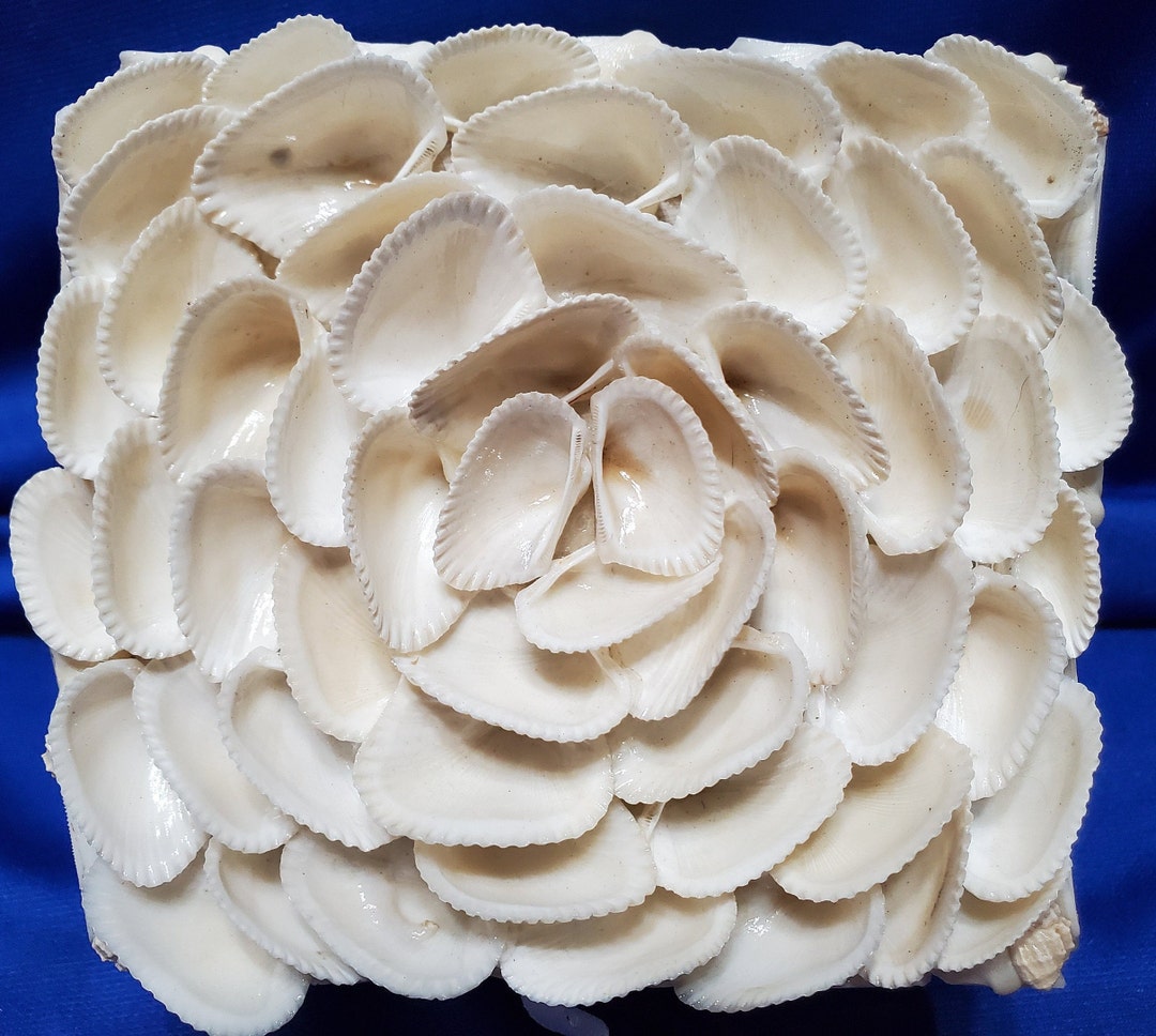 White Rose Clams Seashell Jewelry Box - Etsy