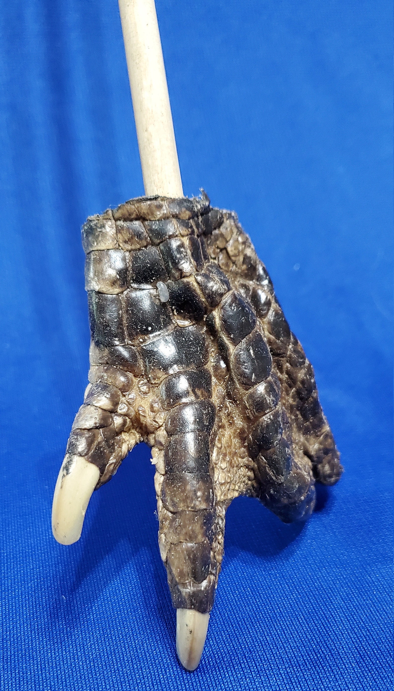 Alligator Claw Backscratcher - Etsy