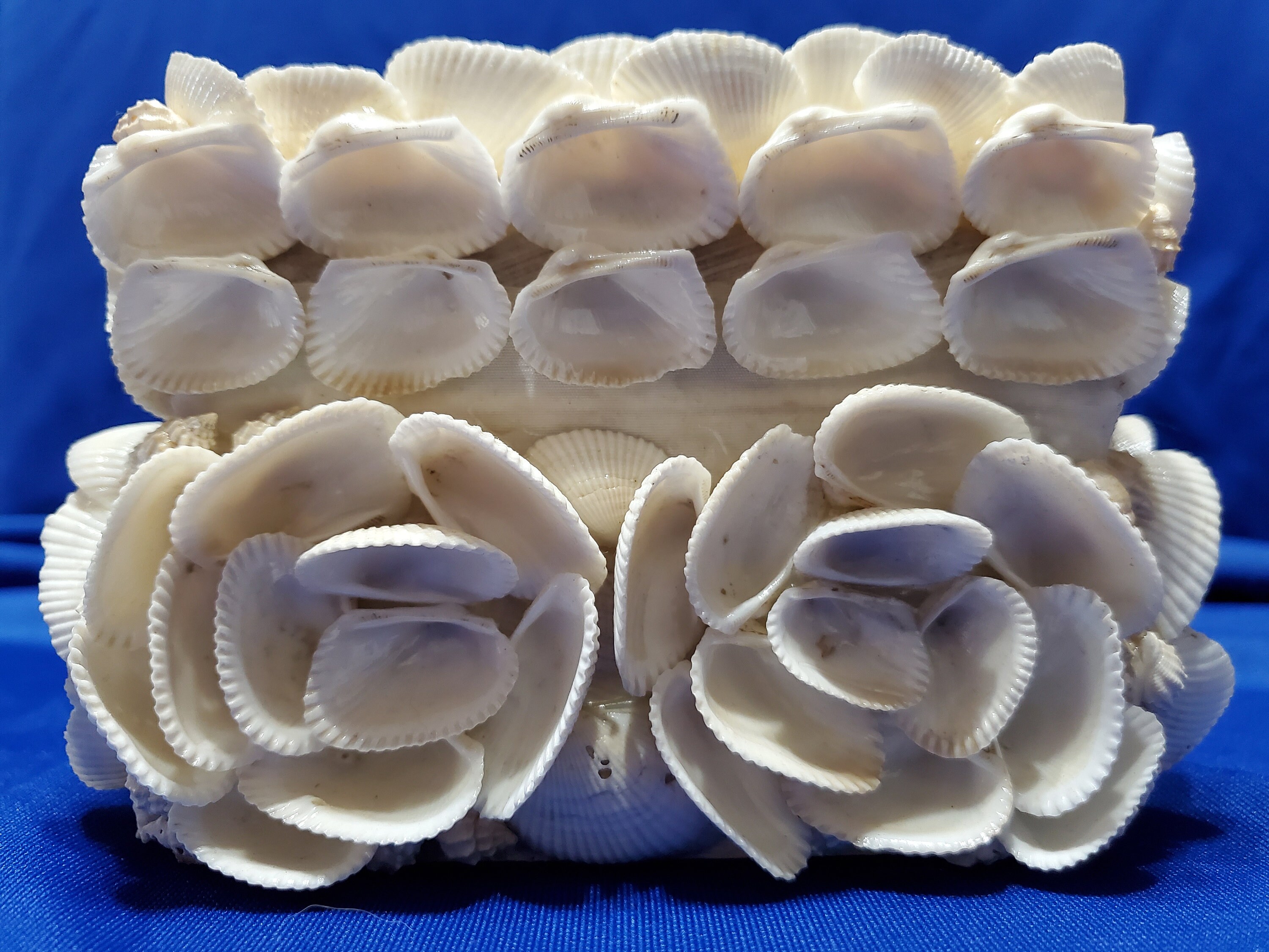 White Rose Clams Seashell Jewelry Box - Etsy