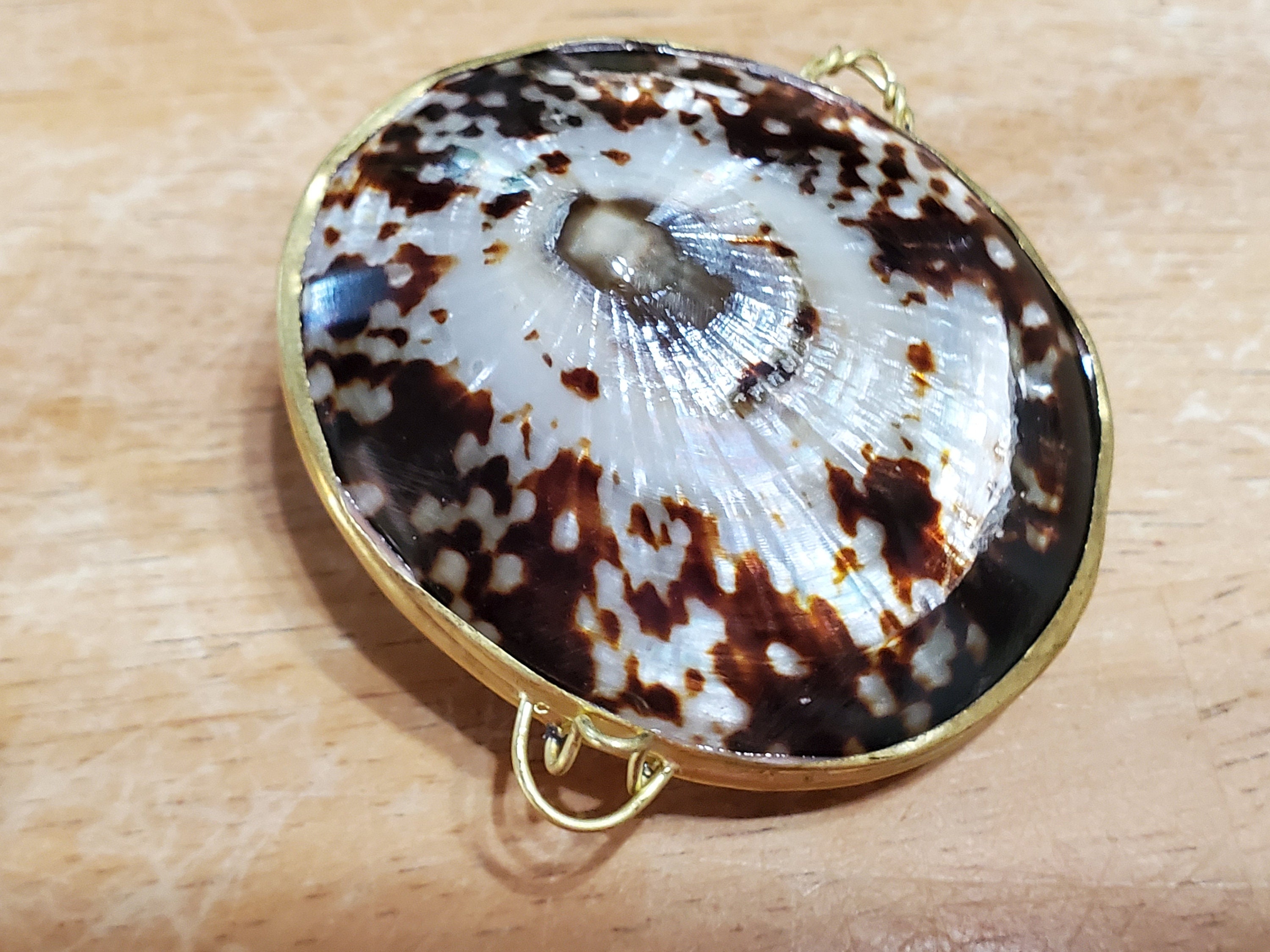 Limpet Seashell Coin Purse | Etsy