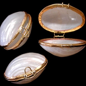 Silver Turbo Seashell Pill Box - Etsy