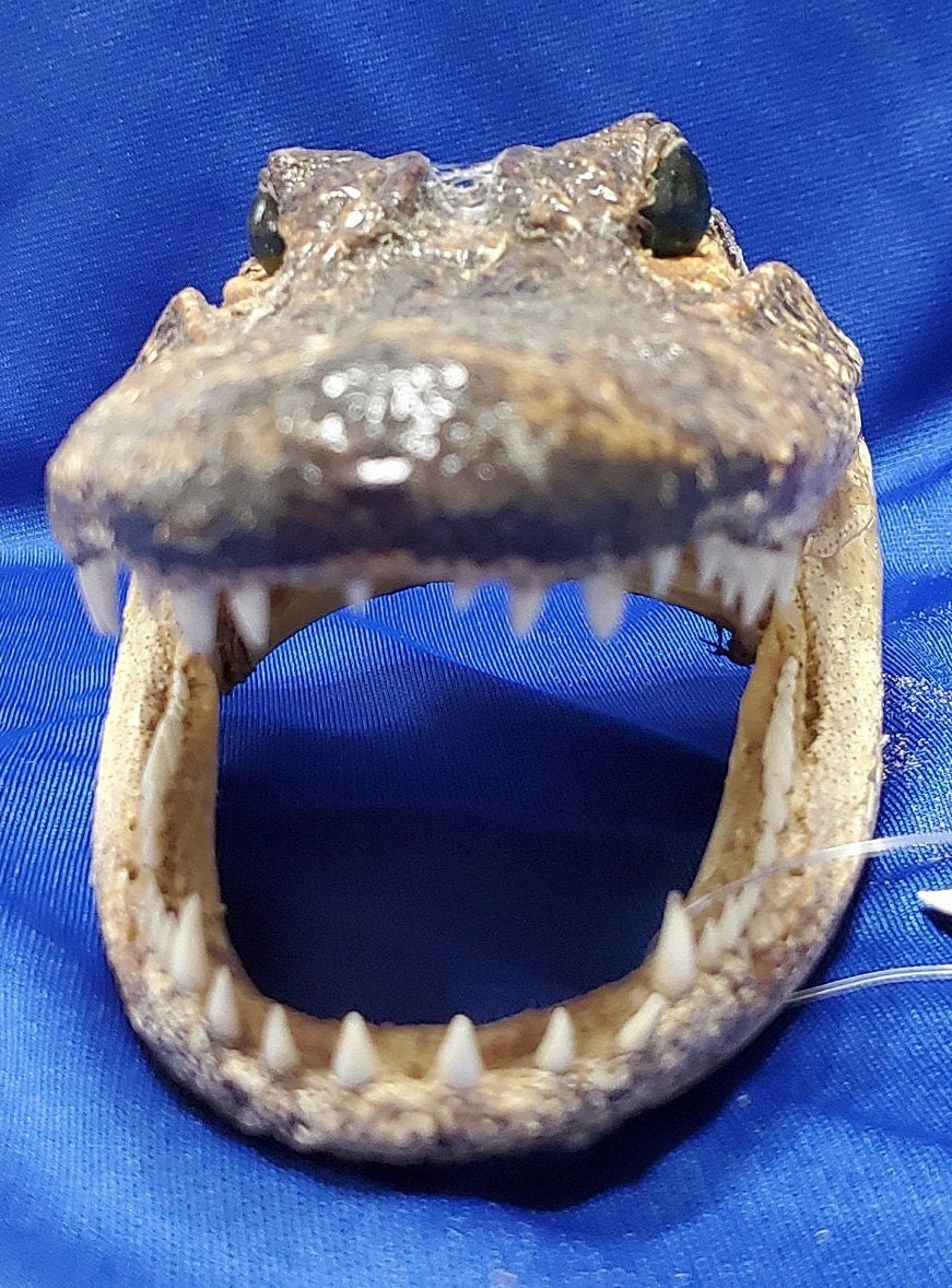 Alligator Head - Etsy