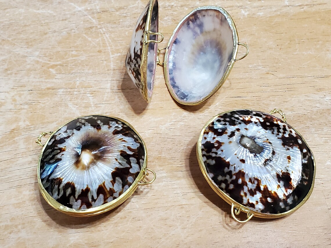 Limpet Seashell Coin Purse | Etsy