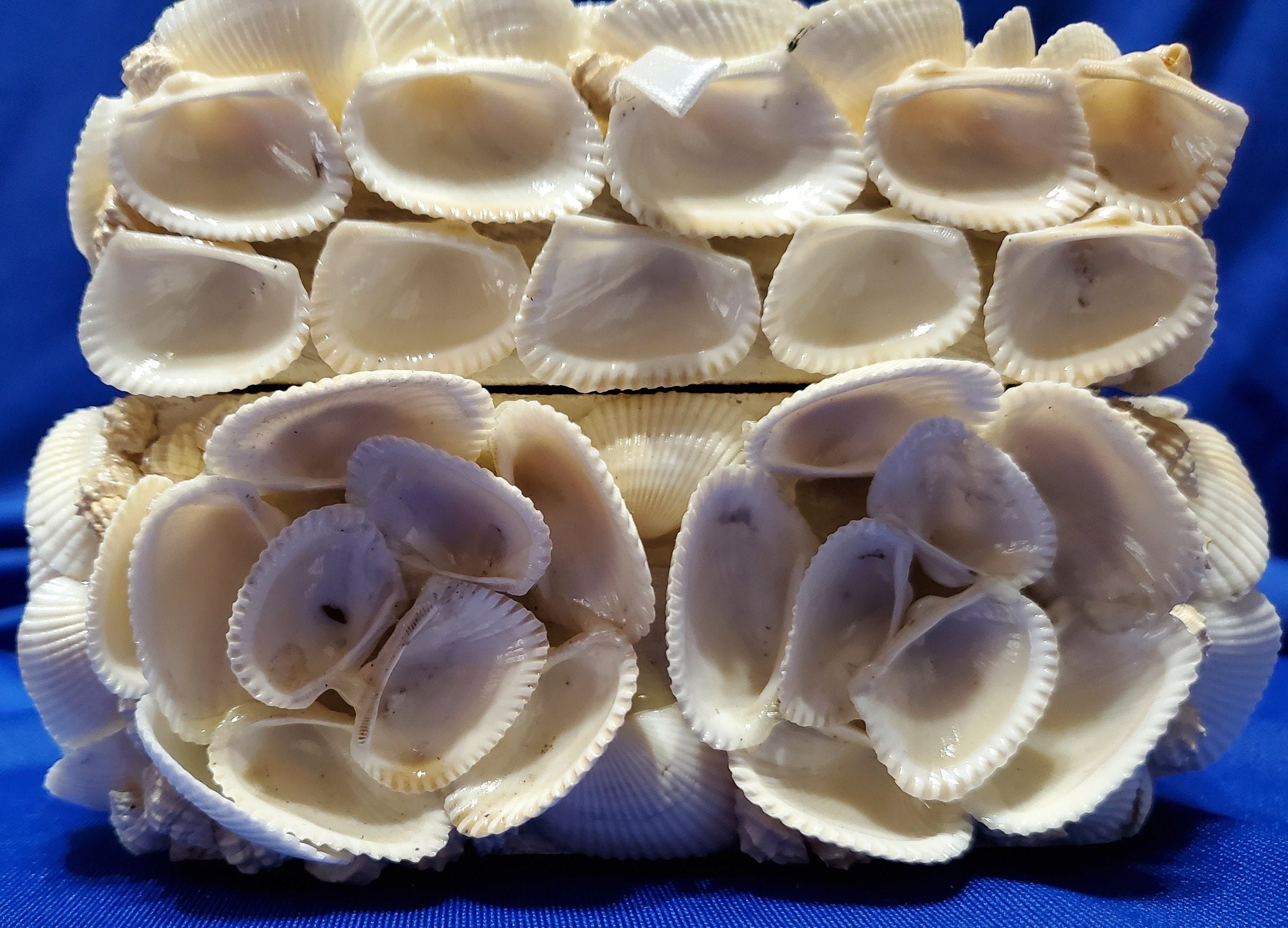 White Rose Clams Seashell Jewelry Box | Etsy