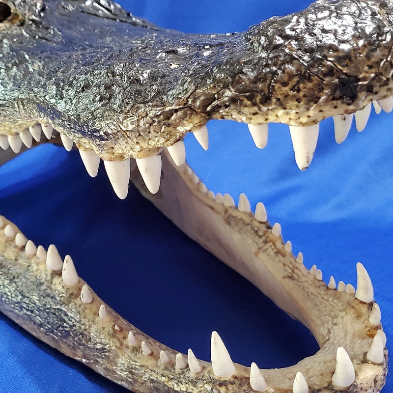 Alligator Heads - Etsy