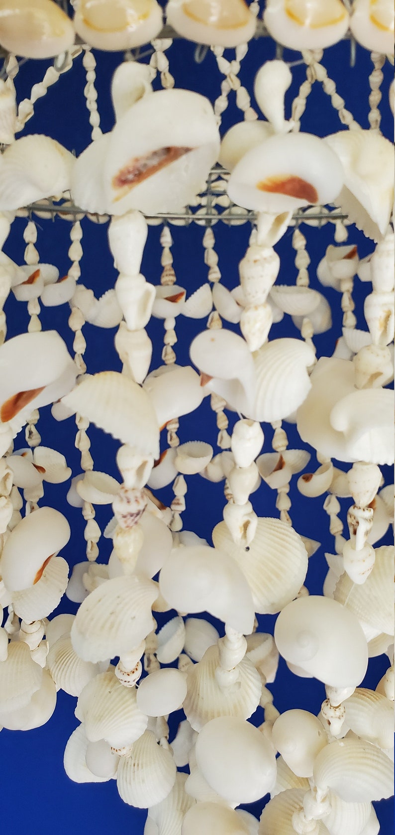 Shell Chandelier With Moon Shells - Etsy