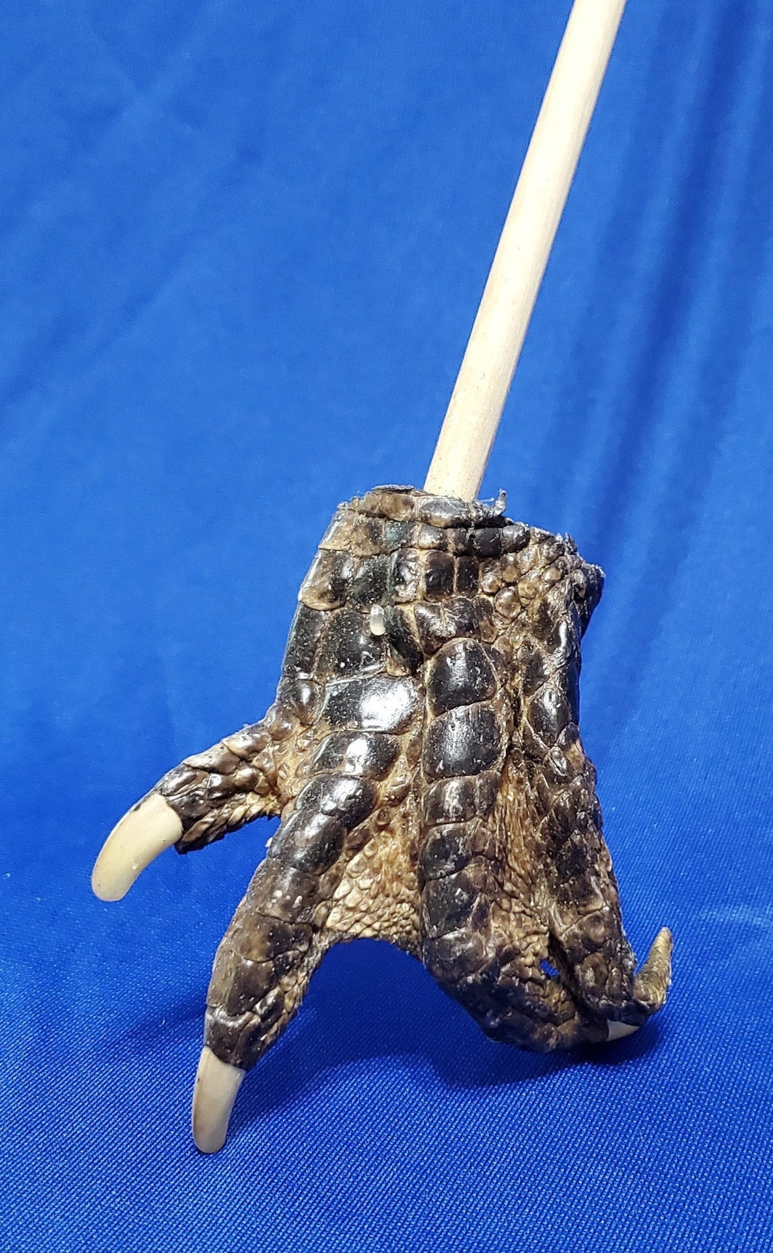 Alligator Claw Backscratcher - Etsy