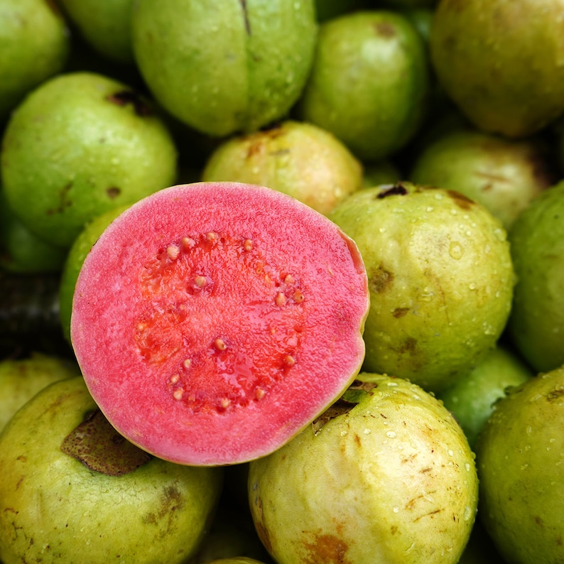 1 Pound Guava Butter - Etsy