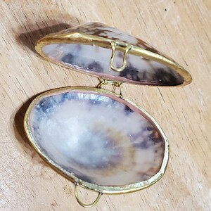 Limpet Seashell Coin Purse - Etsy