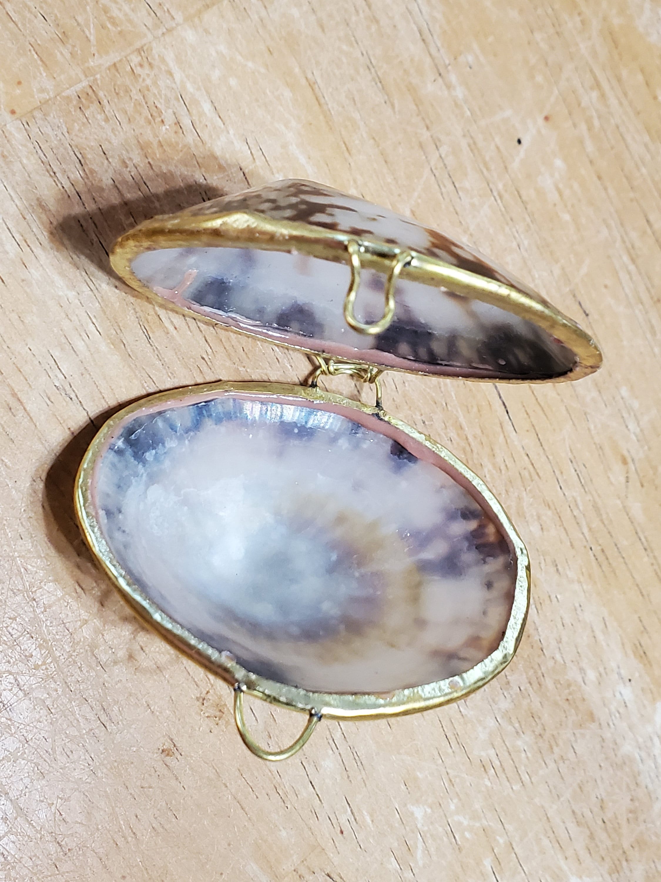 Limpet Seashell Coin Purse | Etsy