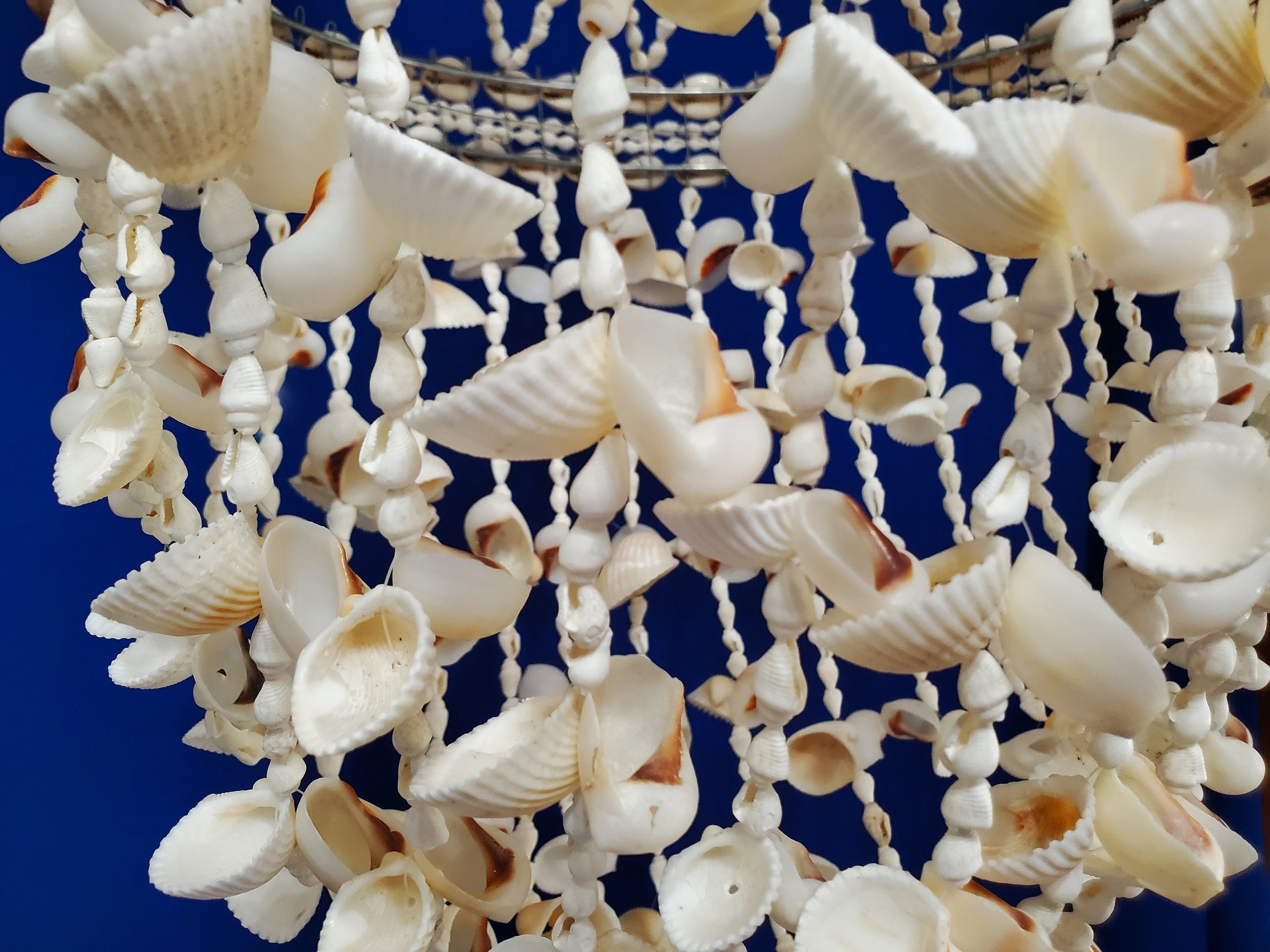 Shell Chandelier With Moon Shells | Etsy