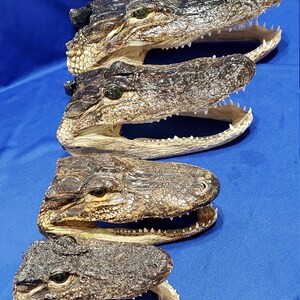 Alligator Head - Etsy
