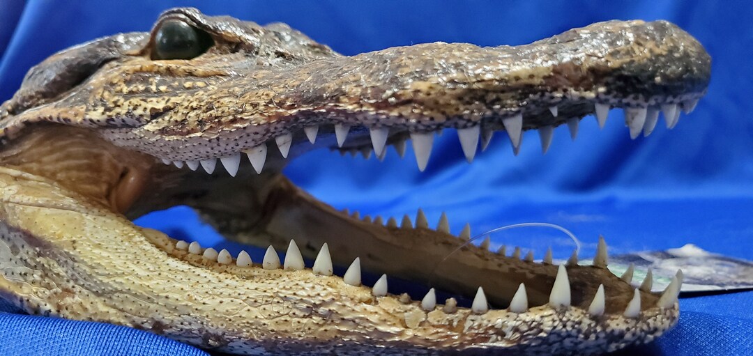 Alligator Head - Etsy