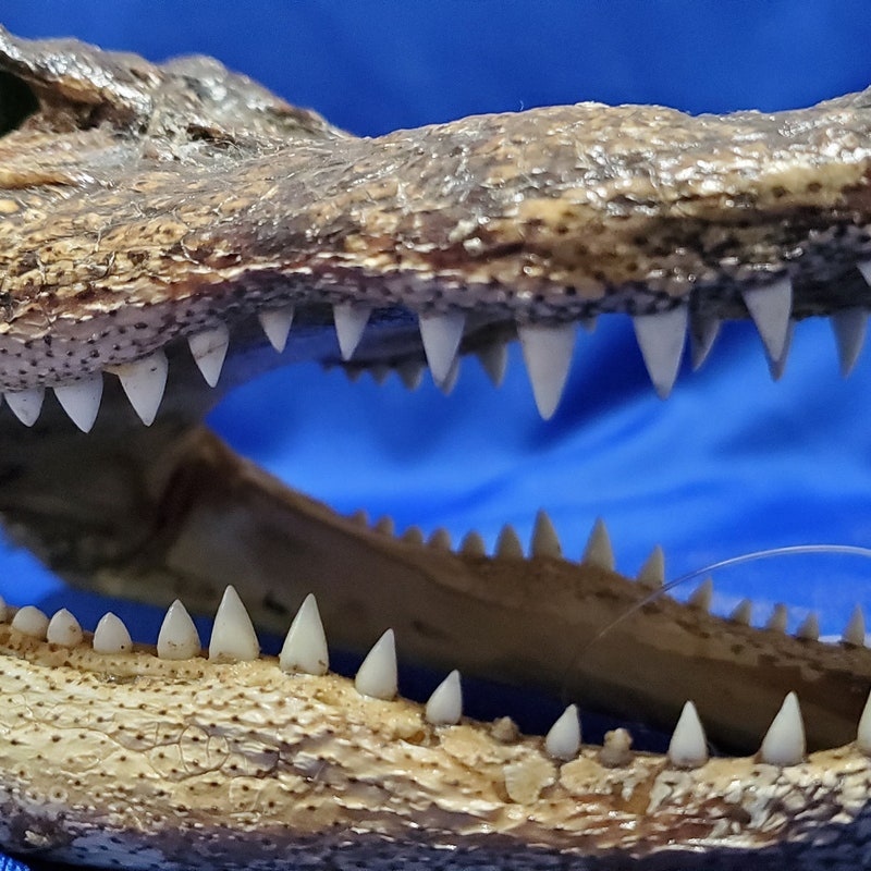 Alligator Heads - Etsy