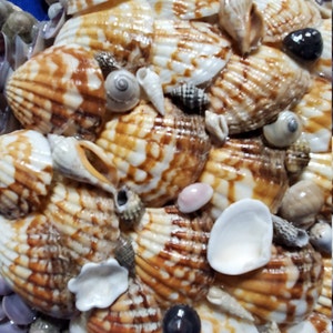 Seashell Sea Turtle Wall Decoration - Etsy