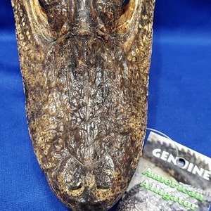 Alligator Head - Etsy