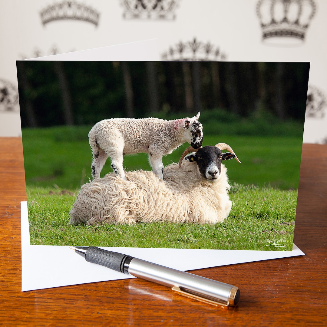 Sheep and Lamb Greetings Card – Cute Baby Sheep Photo – Blank Greeting ...