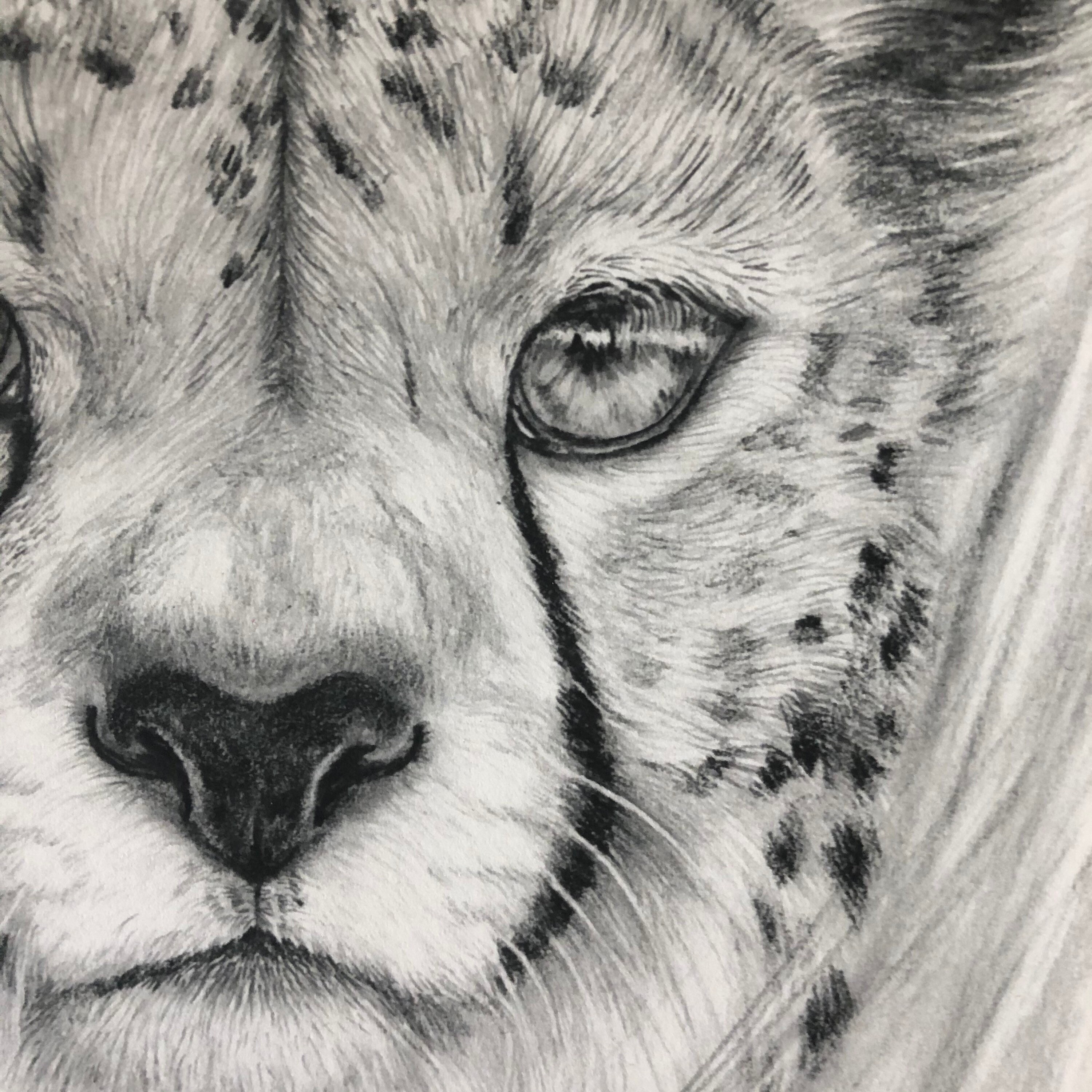 Cheetah Eye Drawing