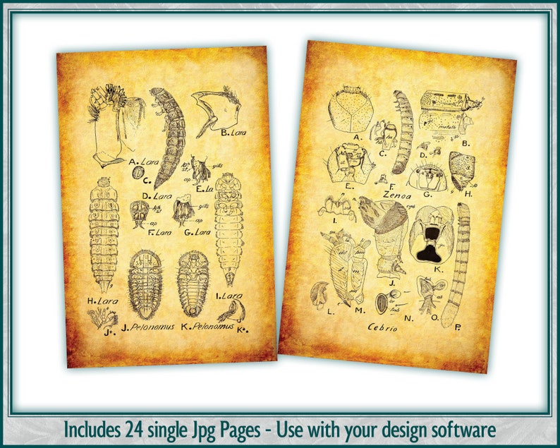 Antique Insect Larvae Sketch Book Pages Digital Download Print - Etsy