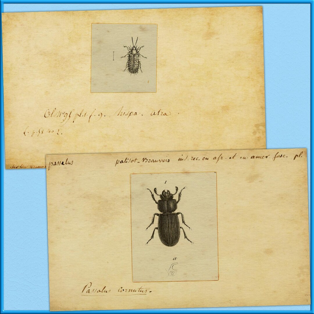 Vintage & Antique Beetle Insect Specimen Index Cards Digital Download ...