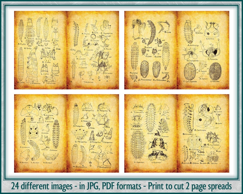 Antique Insect Larvae Sketch Book Pages Digital Download Print to Cut ...