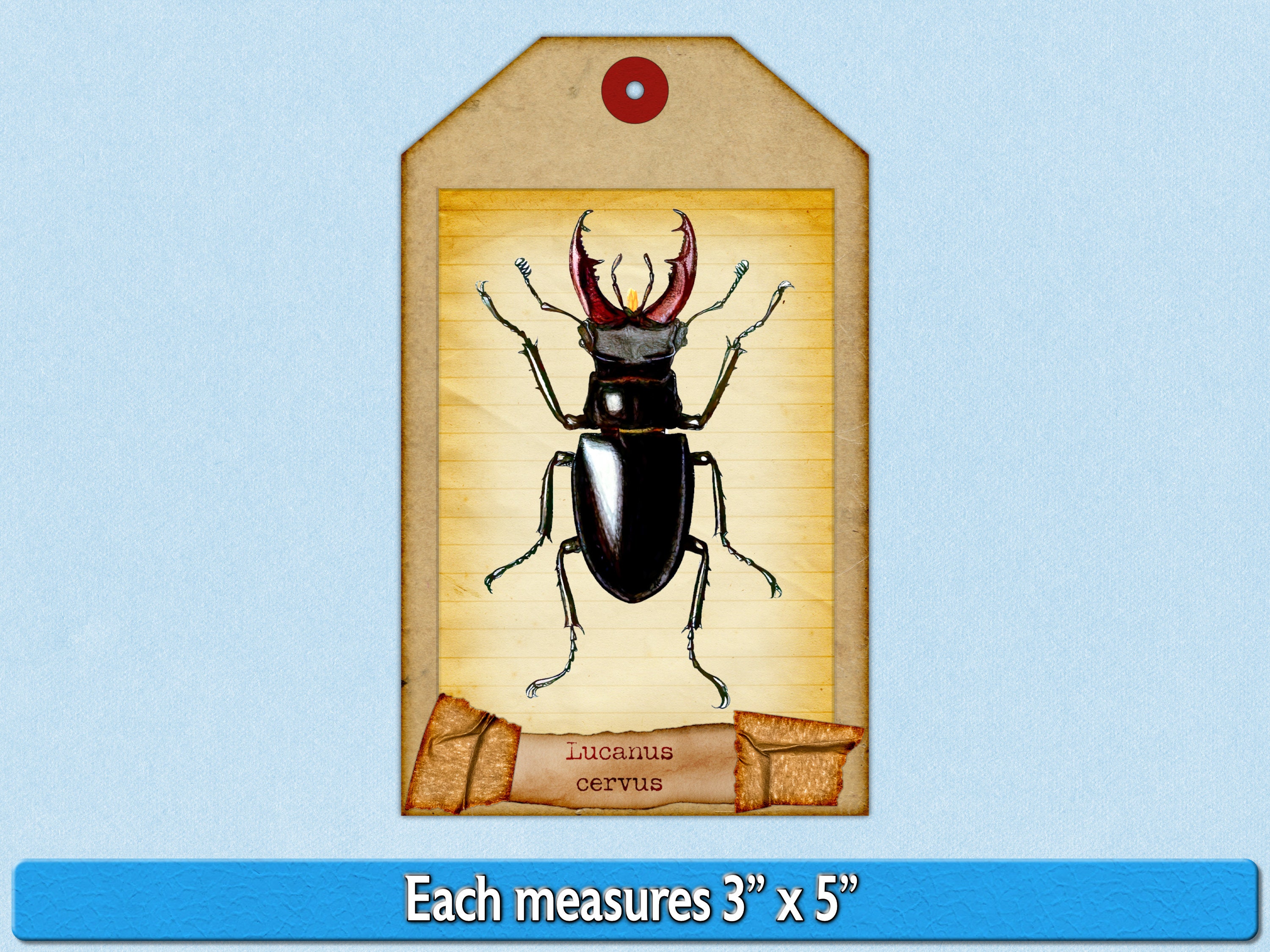 Aged & Grunged Beetle Specimen Tags Printable Digital Download Ephemera ...