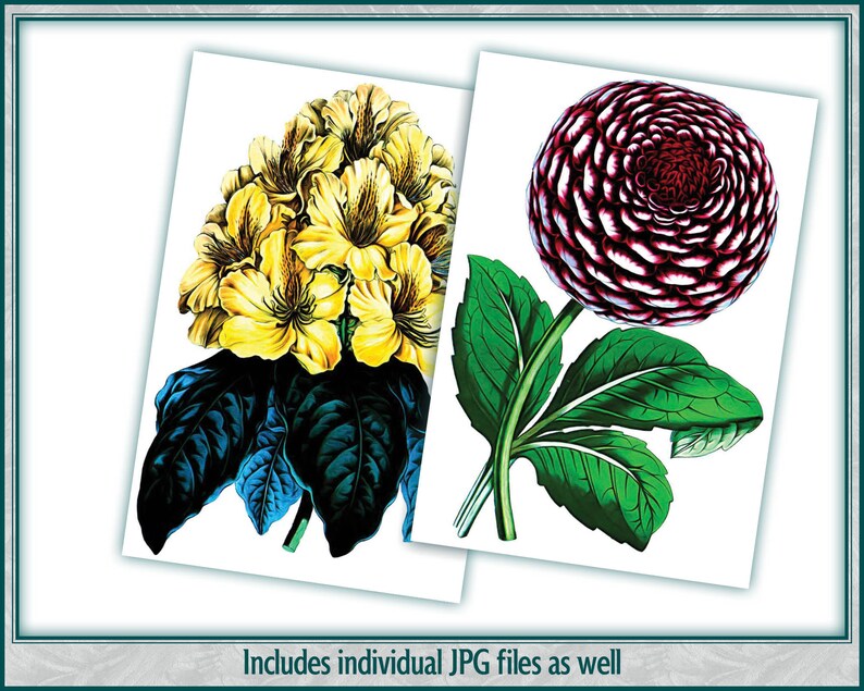 Summer Flowers PNG JPEG Clip Art Digital Download Set for - Etsy
